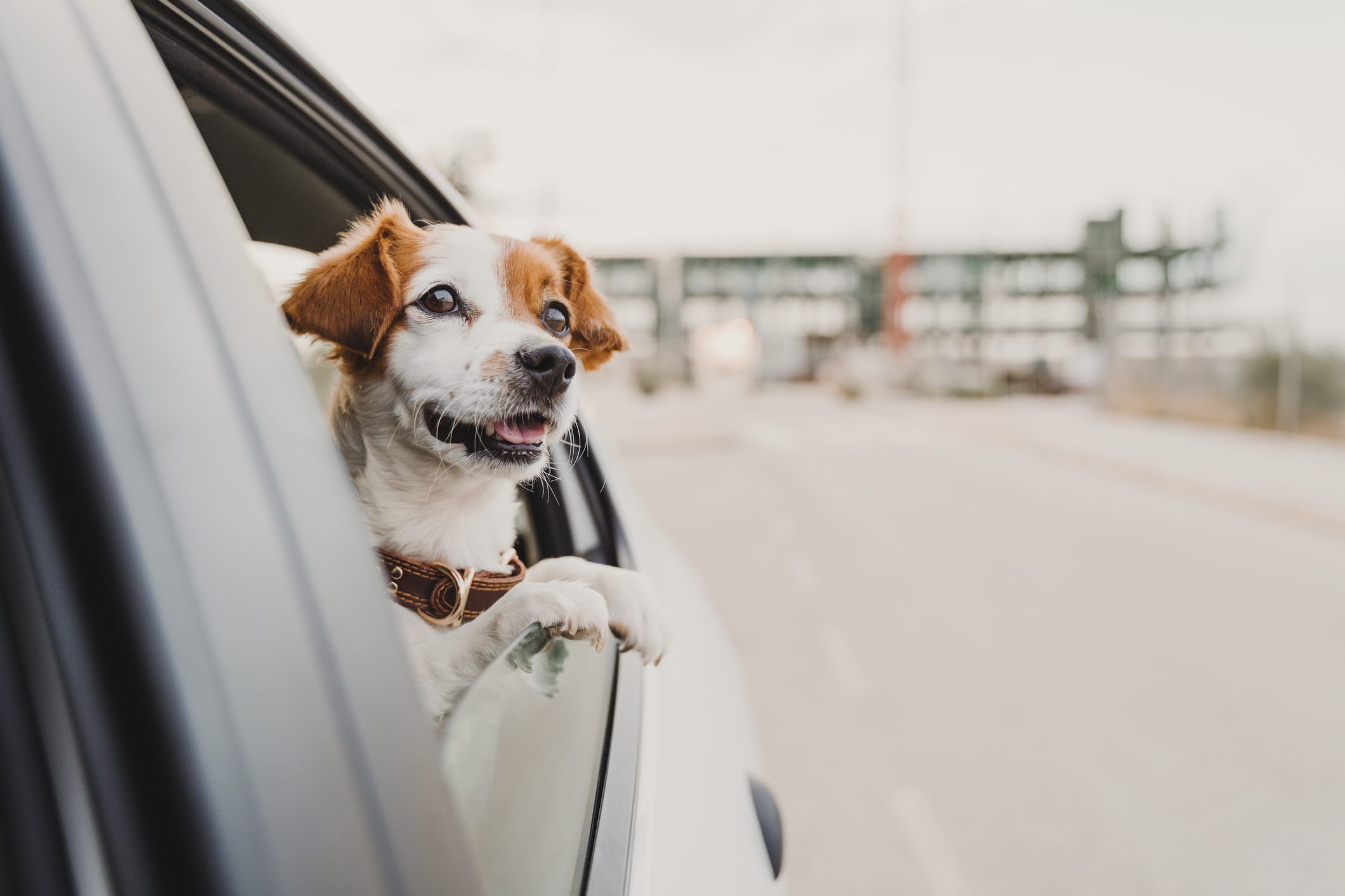 What if your dog is in a car accident? | ForYourRights.com